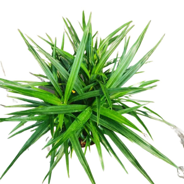 Pandan Leaf – Garden Plus