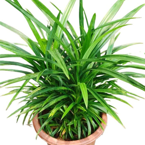 Pandan Leaf – Garden Plus