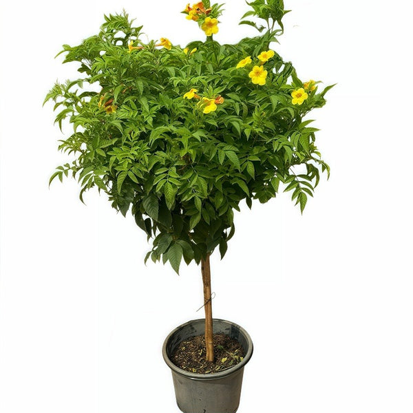 Orange Bells – Garden Plus