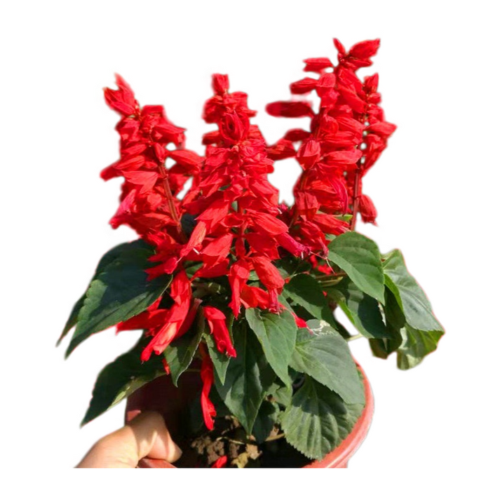 Salvia Splendens(Scarlet Sage) – Garden Plus