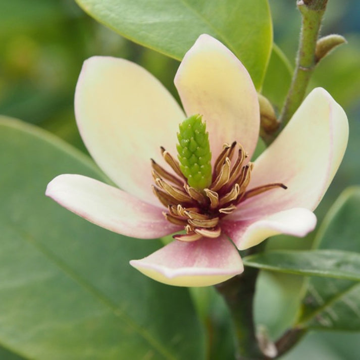 Magnolia Figo （Banana Shrub） – Garden Plus