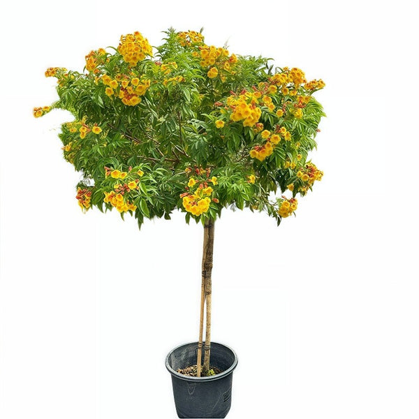 Orange Bells – Garden Plus