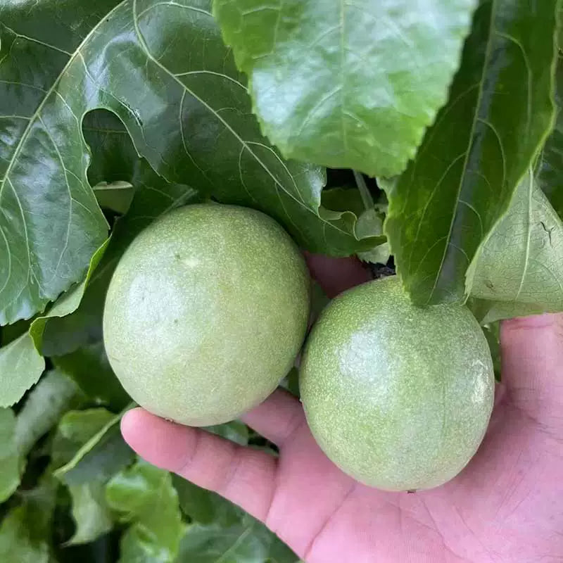 Golden Passion Fruit Tree - Passion Fruit Plant | Tropical climbing ...