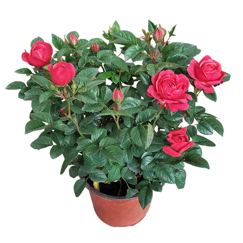 Miniature Roses for Small Spaces - Diamond Rose – Garden Plus