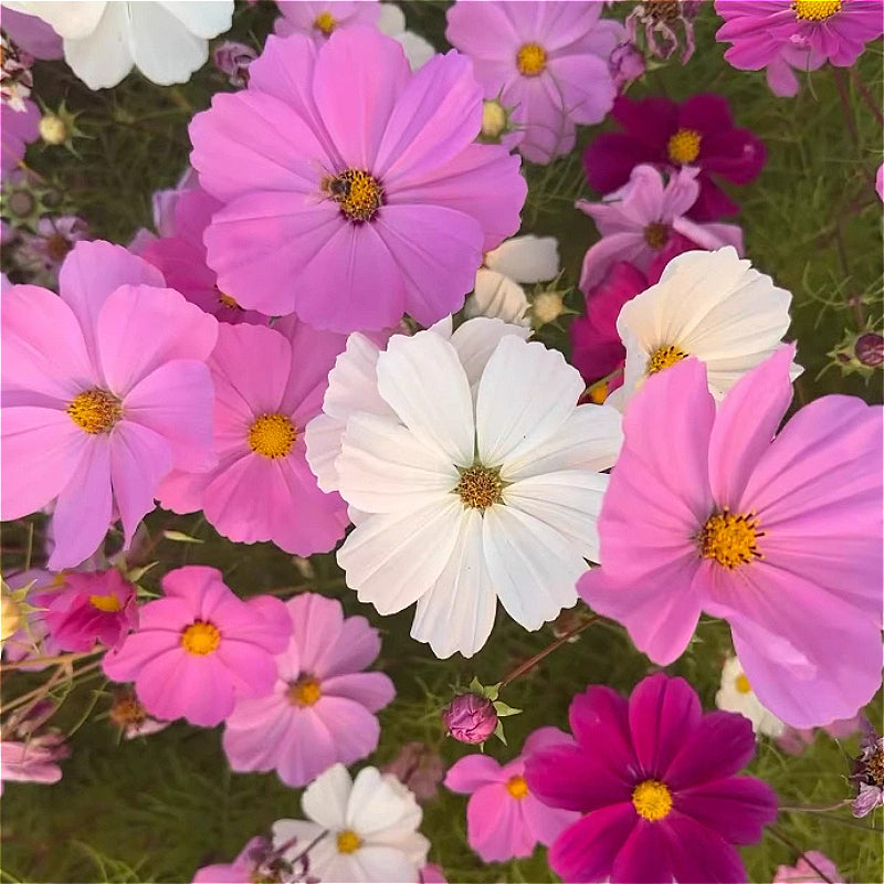 Cosmos Bipinnatus - Flowering Guide | Easy Care, Vibrant Colors ...