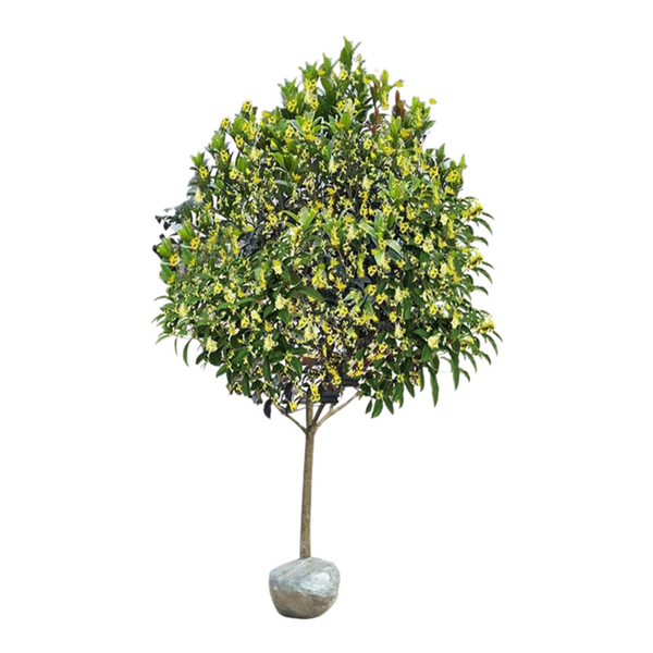 Osmanthus Fragrans (Tree Size) – Garden Plus