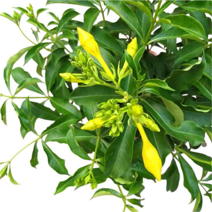 Allamanda Cathartica – Garden Plus