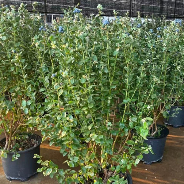 Blueberry Plant – Garden Plus