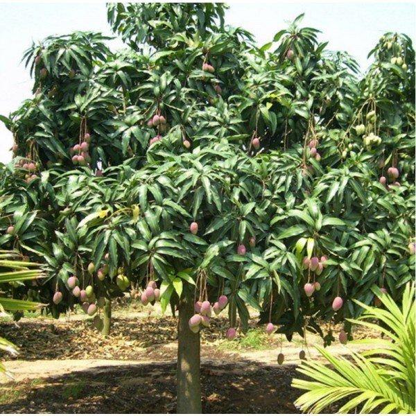 Apple Mango Garden Plus