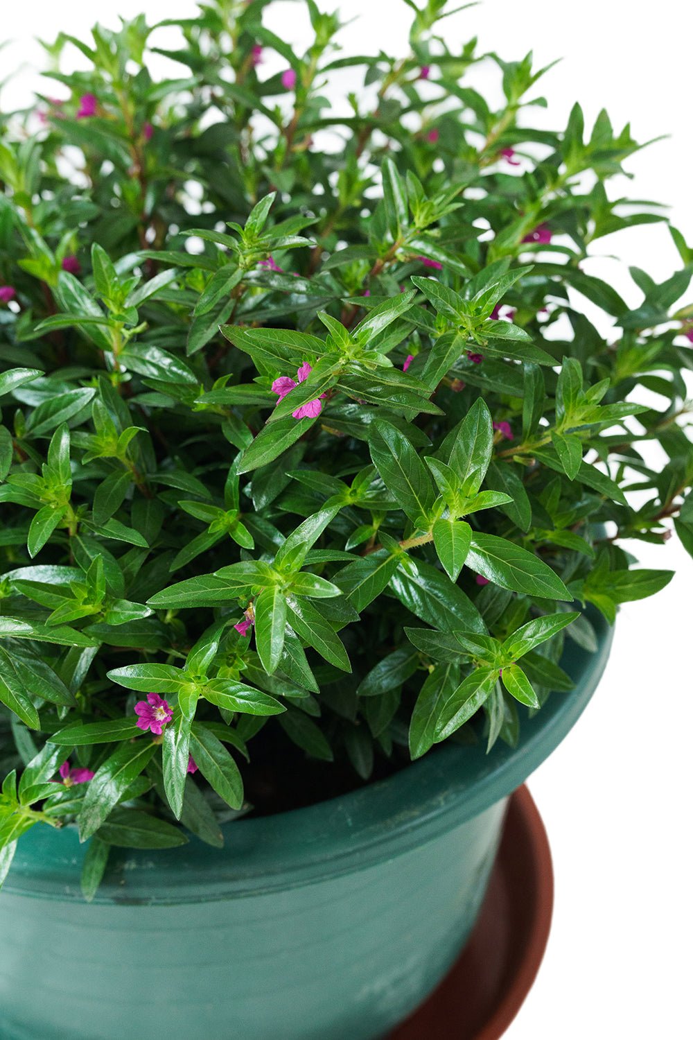 Cuphea Garden Plus