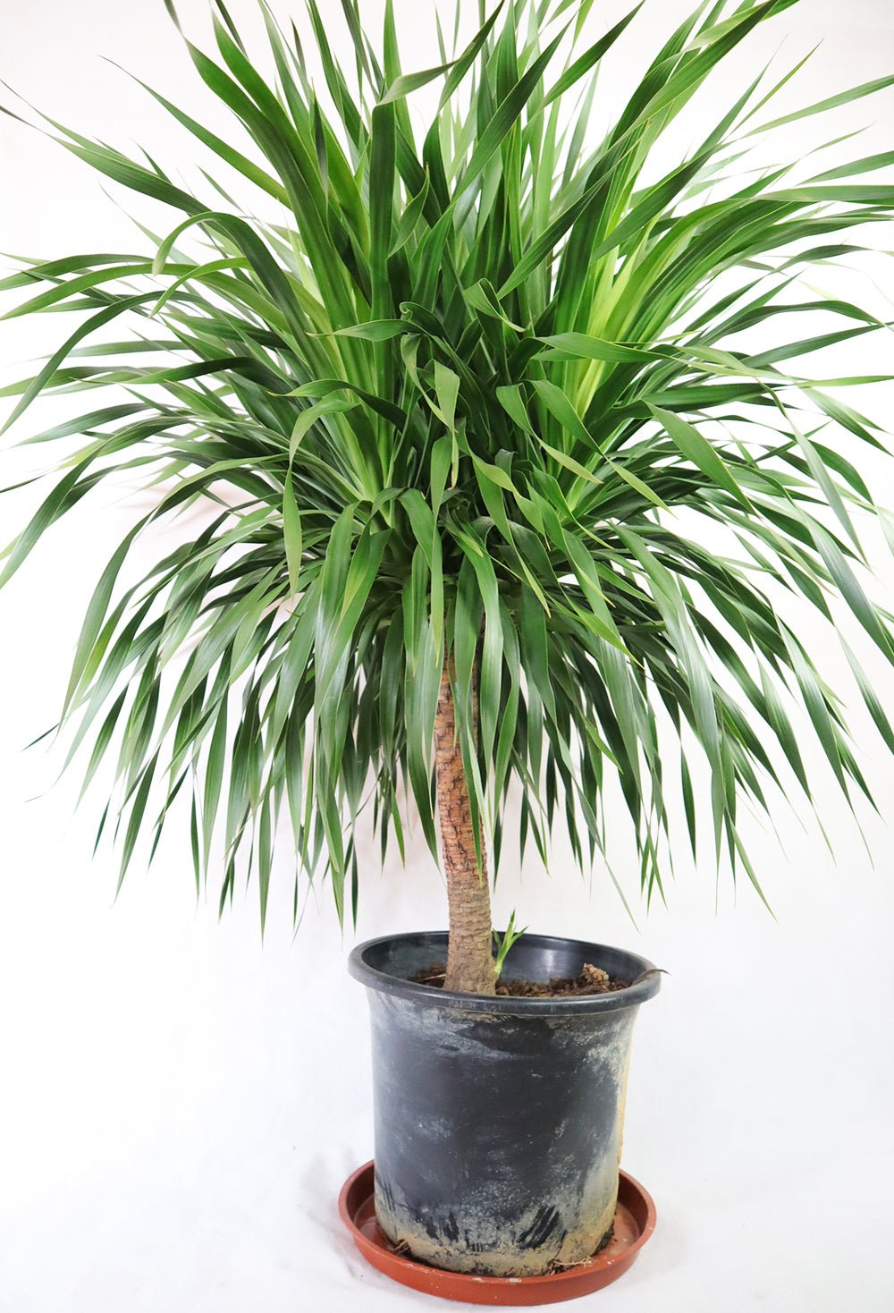 Dragon Tree Garden Plus